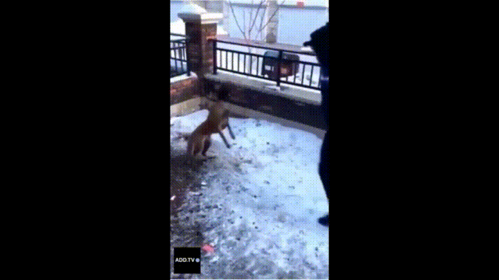 Antagonizes GIFs - Get the best gif on GIFER
