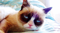 Grumpy GIFs - Get the best gif on GIFER