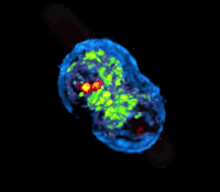 Cells GIFs - Get the best gif on GIFER