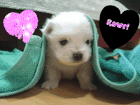 Perritos GIFs - Get the best gif on GIFER