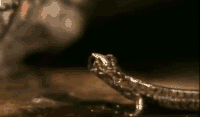 Salamanders GIFs - Get the best gif on GIFER