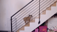 Stair GIFs - Get the best gif on GIFER