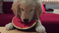 Watermelons GIFs - Get the best gif on GIFER