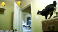 Leaping GIFs - Get the best gif on GIFER