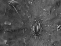 Bullets GIFs - Get the best gif on GIFER