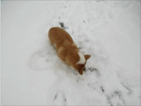 Welsh GIFs - Get the best gif on GIFER