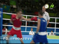 Boxer GIFs - Get the best gif on GIFER
