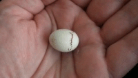 Hatches GIFs - Get the best gif on GIFER