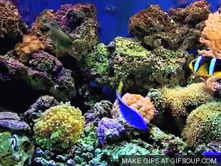 Coral reef GIF - Conseguir o melhor gif em GIFER