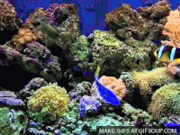 Coral GIFs - Get the best gif on GIFER