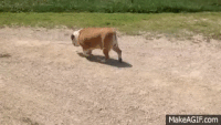 Scratching GIFs - Get the best gif on GIFER
