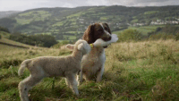 Lamb GIFs - Get the best gif on GIFER
