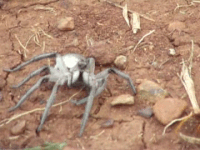 Wasp GIFs - Get the best gif on GIFER