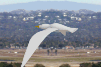 Seagulls GIFs - Get the best gif on GIFER