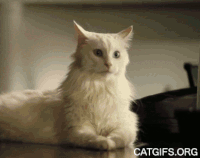 Oreilles GIFs - Get the best gif on GIFER
