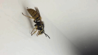 Wasp GIFs - Get the best gif on GIFER