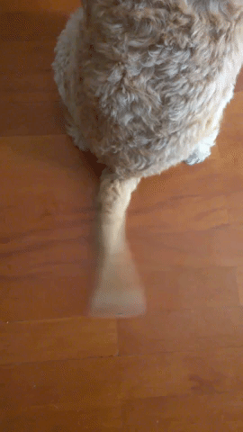 Wagging tail GIFs - Get the best gif on GIFER