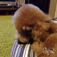 Poodle GIFs - Get the best gif on GIFER