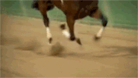 Gallop GIFs - Get the best gif on GIFER
