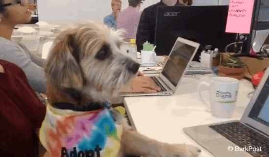 Puppy rescue GIF - Conseguir o melhor gif em GIFER