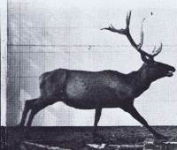 Elks GIFs - Get the best gif on GIFER