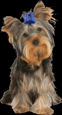 Grooming GIFs - Get the best gif on GIFER