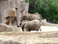 Zoo GIFs - Get the best gif on GIFER