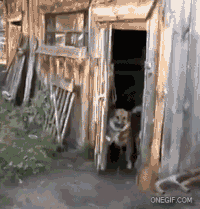 Privacy GIFs - Get the best gif on GIFER