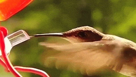 Nectar GIFs - Get the best gif on GIFER