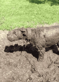 Mud GIFs - Get the best gif on GIFER