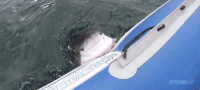 Tiburon GIF - Conseguir el mejor gif en GIFER