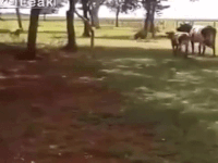 Baby Goat Headbutt Gif