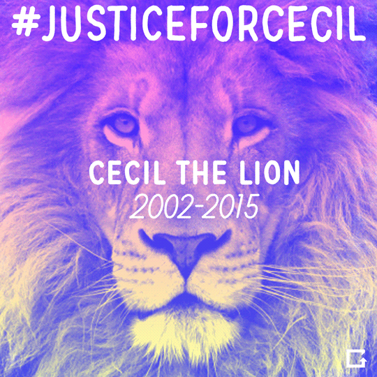Justice for cecil GIF - Conseguir o melhor gif em GIFER