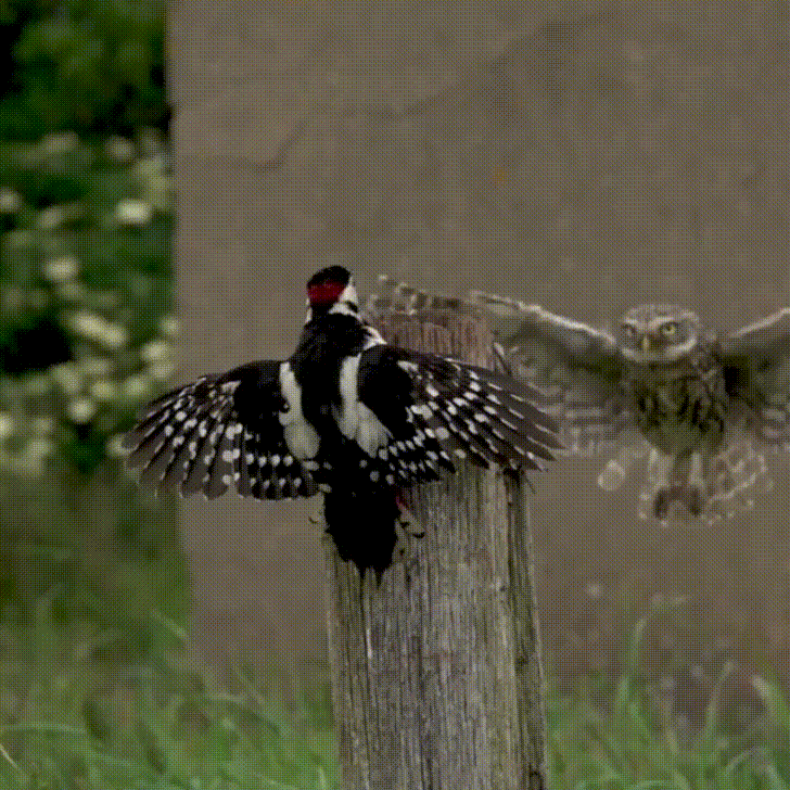 Intimidate GIFs - Get the best gif on GIFER