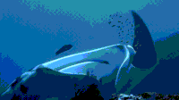 Manta rays GIF - Conseguir o melhor gif em GIFER
