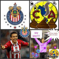 Chiva GIFs - Get the best gif on GIFER