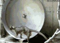 Fossa GIFs - Get the best gif on GIFER