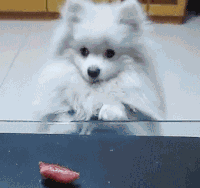 Tables GIFs - Get the best gif on GIFER