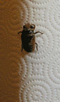 Cicadas GIFs - Get the best gif on GIFER