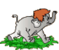Elephant GIFs - Get the best gif on GIFER