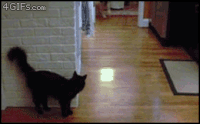Sneaky GIFs - Get the best gif on GIFER