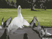 Mimic GIFs - Get the best gif on GIFER