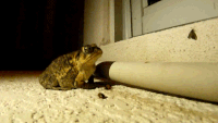 Toad GIFs - Get the best gif on GIFER