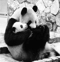 Panda GIF - Conseguir el mejor gif en GIFER