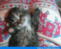 Zolo GIFs - Get the best gif on GIFER