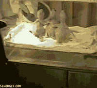Chick GIFs - Get the best gif on GIFER