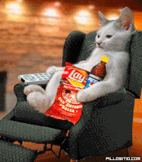 Cats GIFs - Get the best gif on GIFER