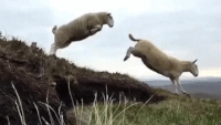 Sheep GIFs - Get the best gif on GIFER