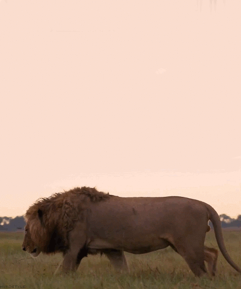 Wildlife GIFs - Get the best gif on GIFER