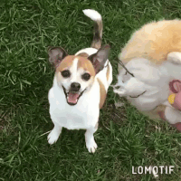 Betrayal GIFs - Get the best gif on GIFER